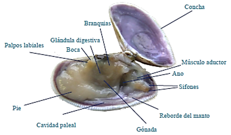 Anatomía Y Funciones De La Almeja